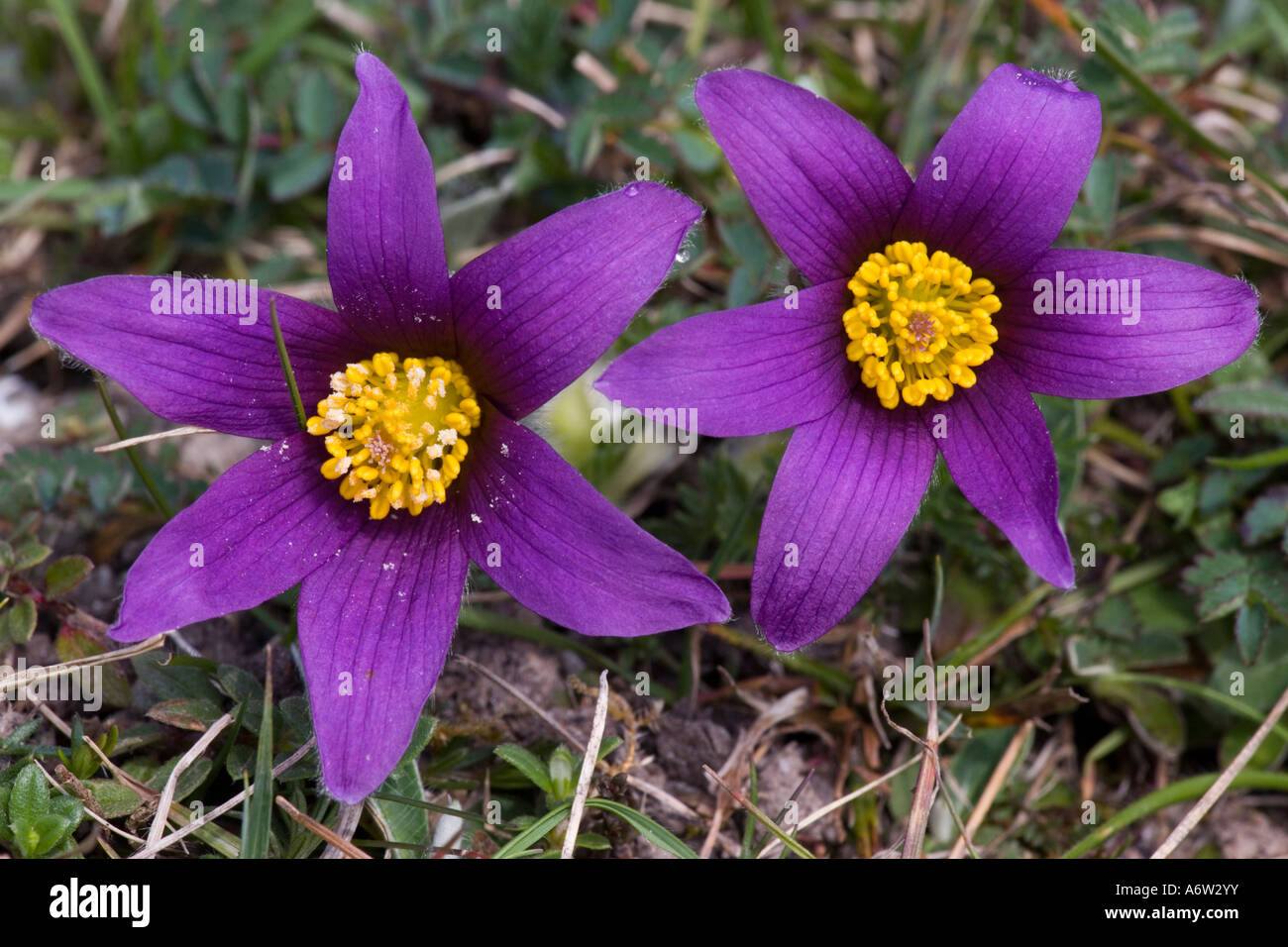Pasque Flower (Pulsatilla vulgaris) close up shot of flowers Therfield ...