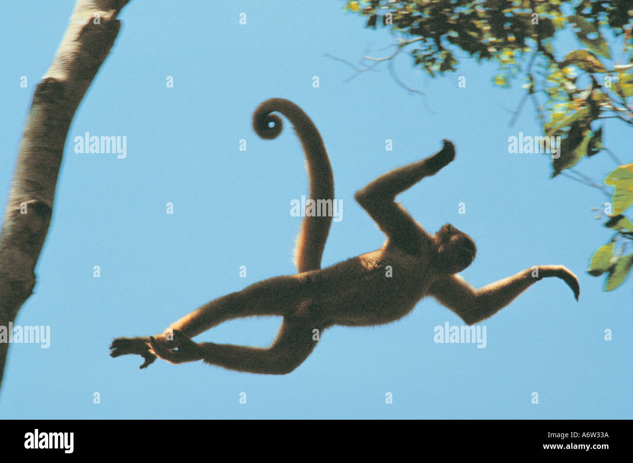Fauna wooly spider monkey or Muriqui the acrobat of the Brazilian ...
