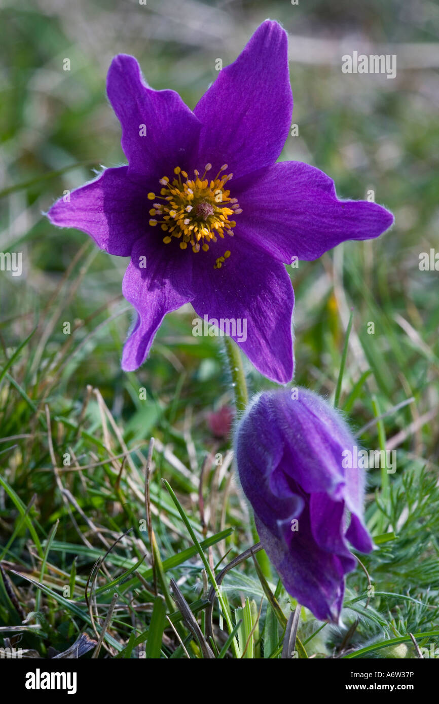Pasque Flower (Pulsatilla vulgaris) close up shot of flowers Therfield ...