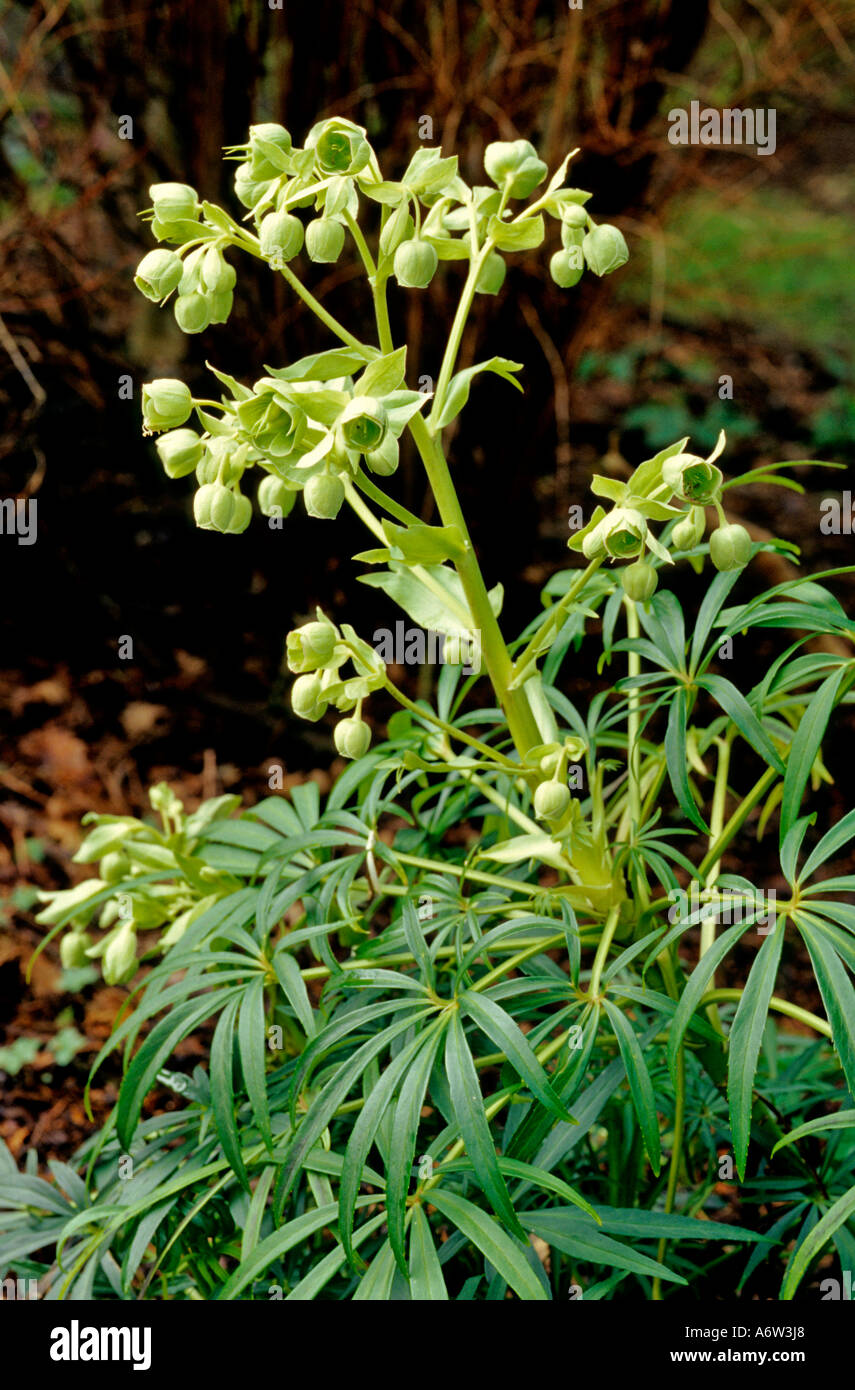 HELLEBORUS FOETIDUS (STINKING HELLEBORE Stock Photo - Alamy