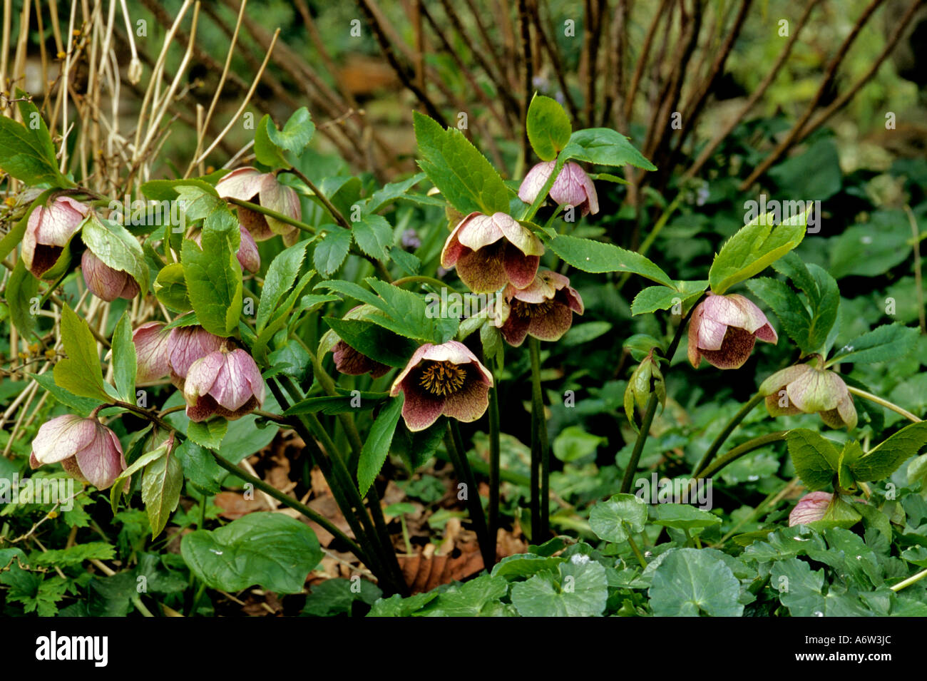 CLUMP OF OF HELLEBORUS X HYBRIDUS HYBRID (LENTEN ROSE Stock Photo - Alamy