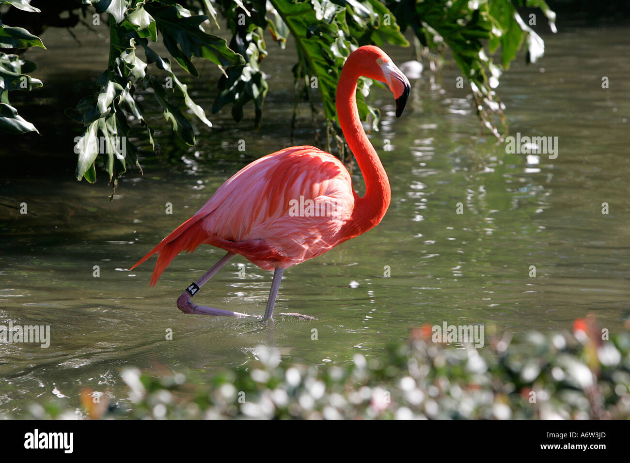 pink flamingo water wildlife bird entertainment attraction vacation ...