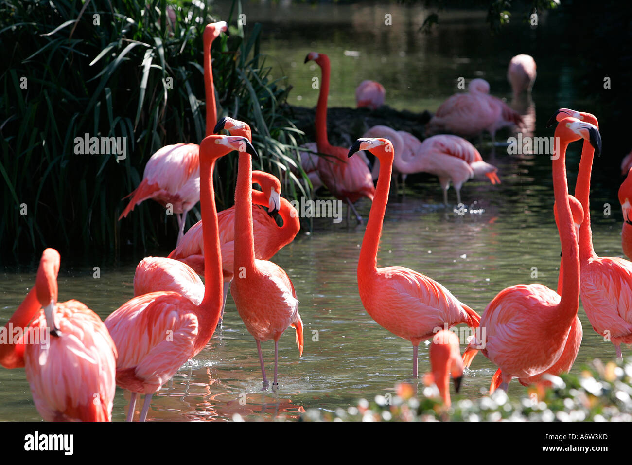 pink flamingo water wildlife bird entertainment attraction vacation ...