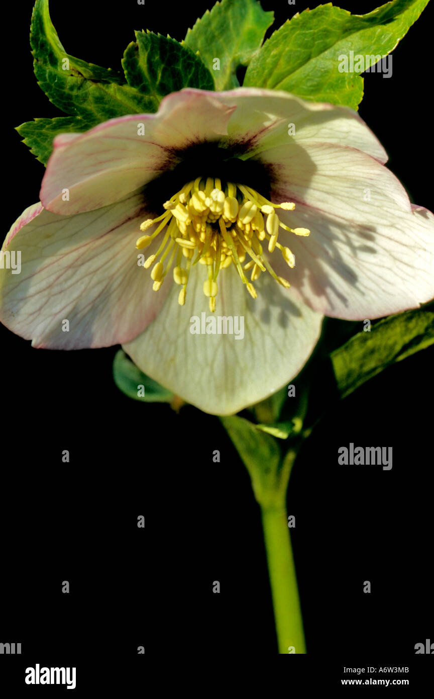 HELLEBORUS X HYBRIDUS HYBRID (LENTEN ROSE Stock Photo - Alamy