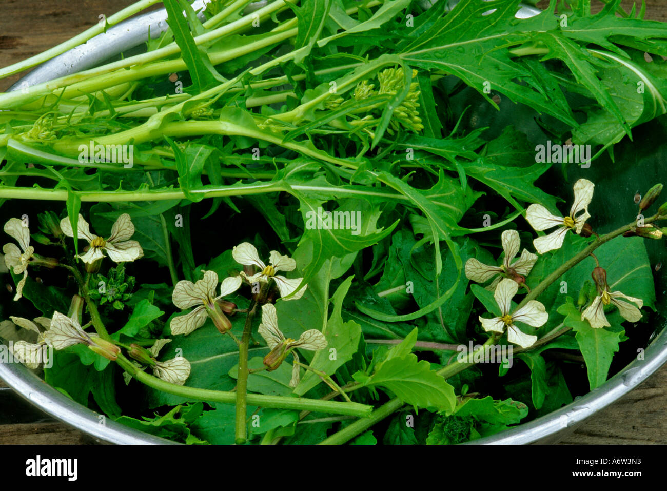 Mizuma plant hi-res stock photography and images - Alamy