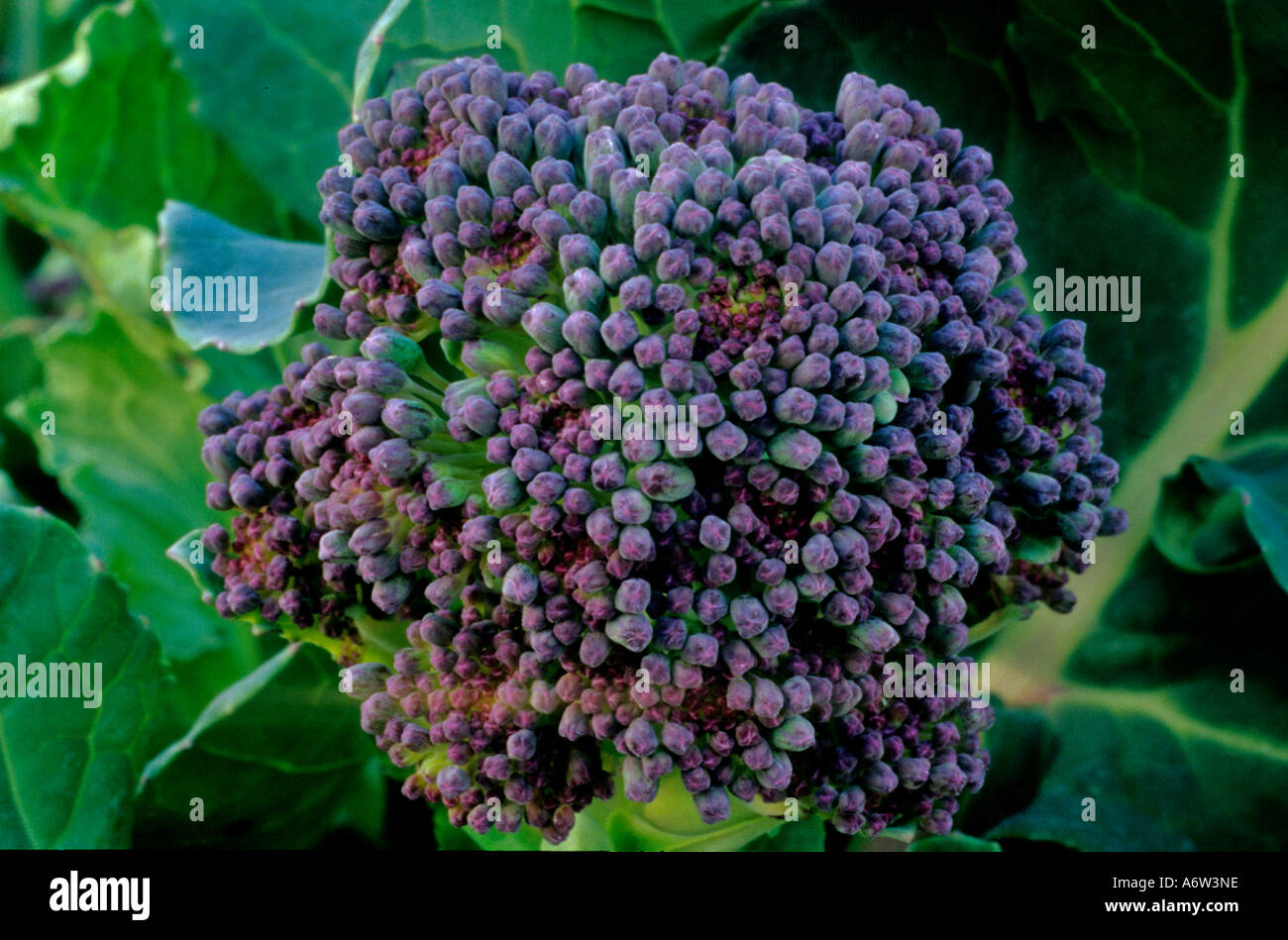 Calabrese plant hi-res stock photography and images - Alamy
