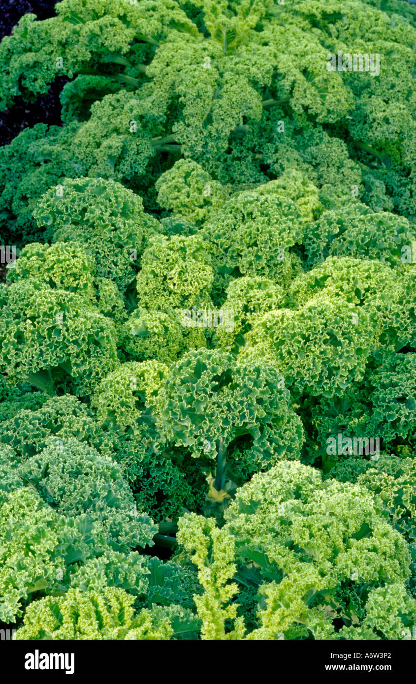 KALE 'DWARF GREEN CURLED' Stock Photo - Alamy