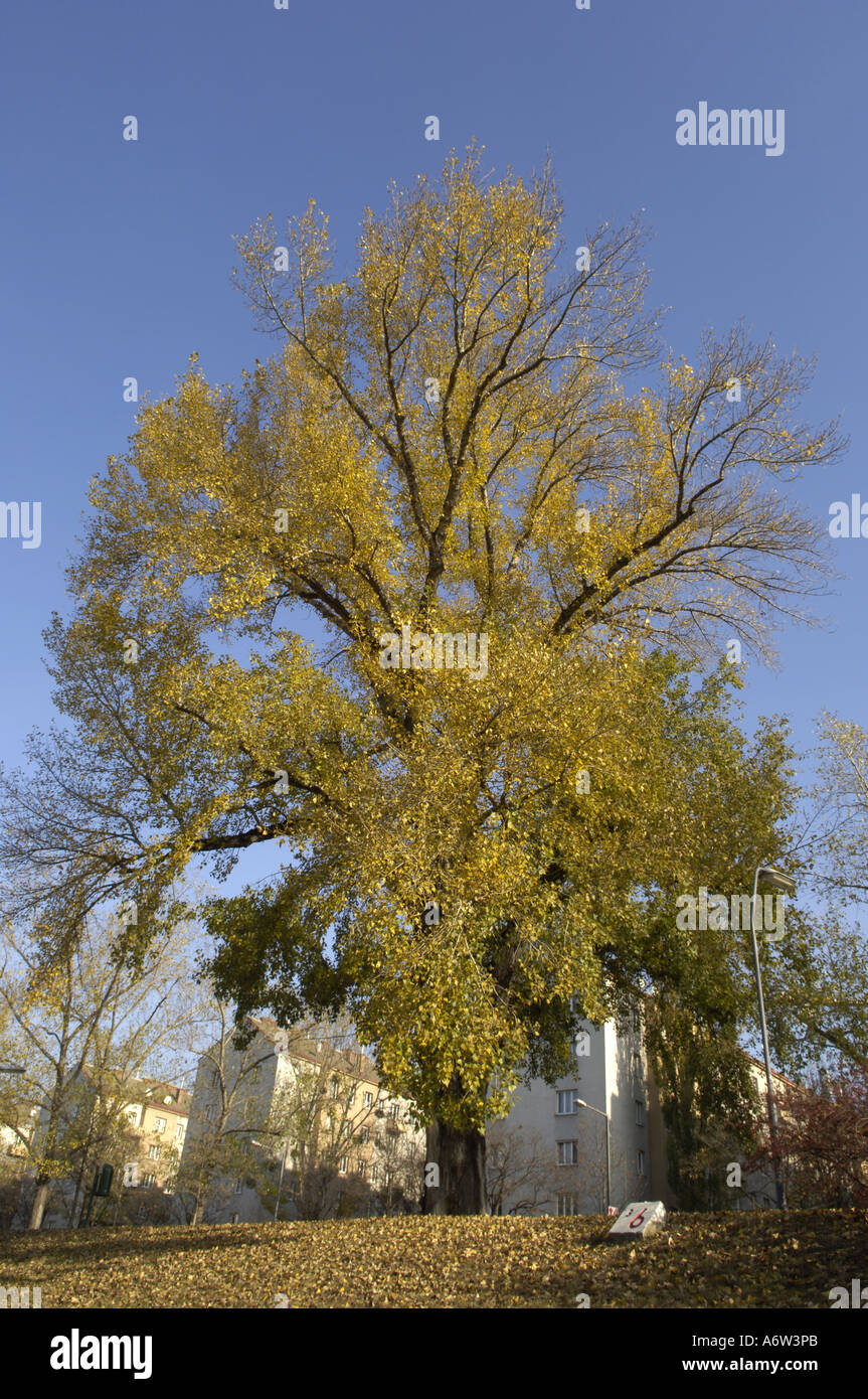 big tree with dense treetop in colors of the fall Stock Photo - Alamy