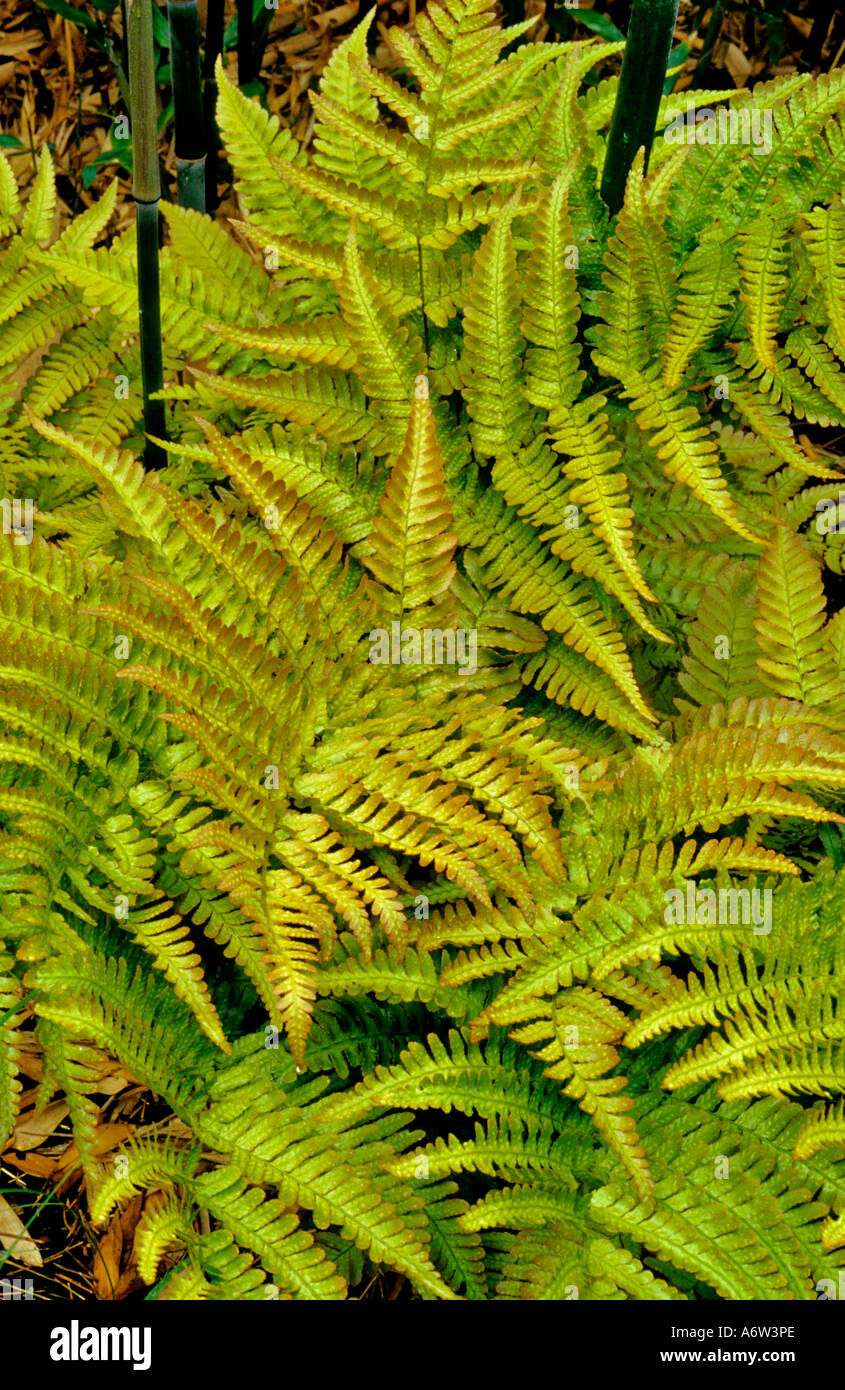 DRYOPTERIS ERYTHROSORA (JAPANESE SHIELD FERN COPPER SHIELD FERN Stock ... DRYOPTERIS ERYTHROSORA (JAPANESE SHIELD FERN COPPER SHIELD FERN Stock ...