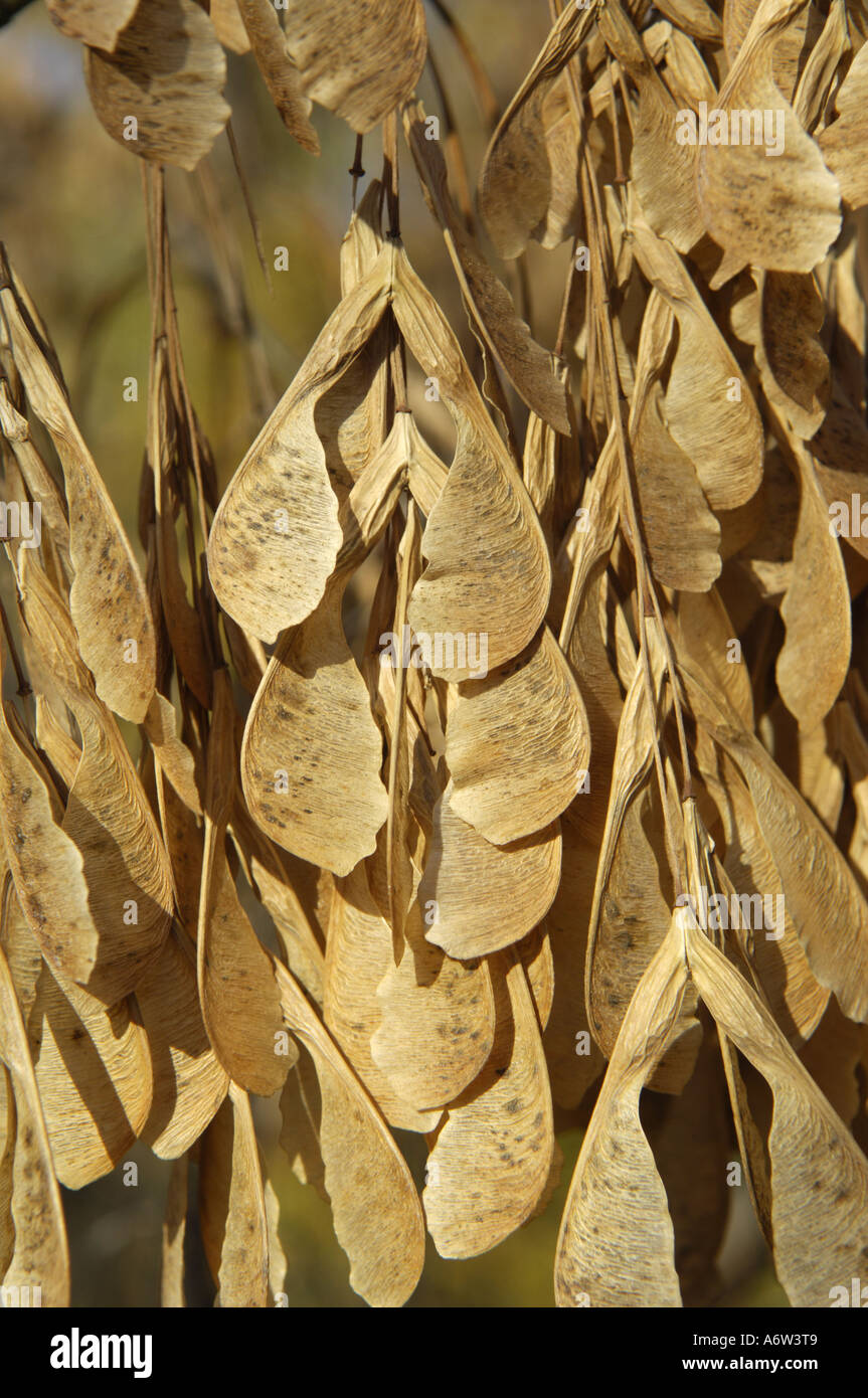 Characteristic seeds hi-res stock photography and images - Alamy