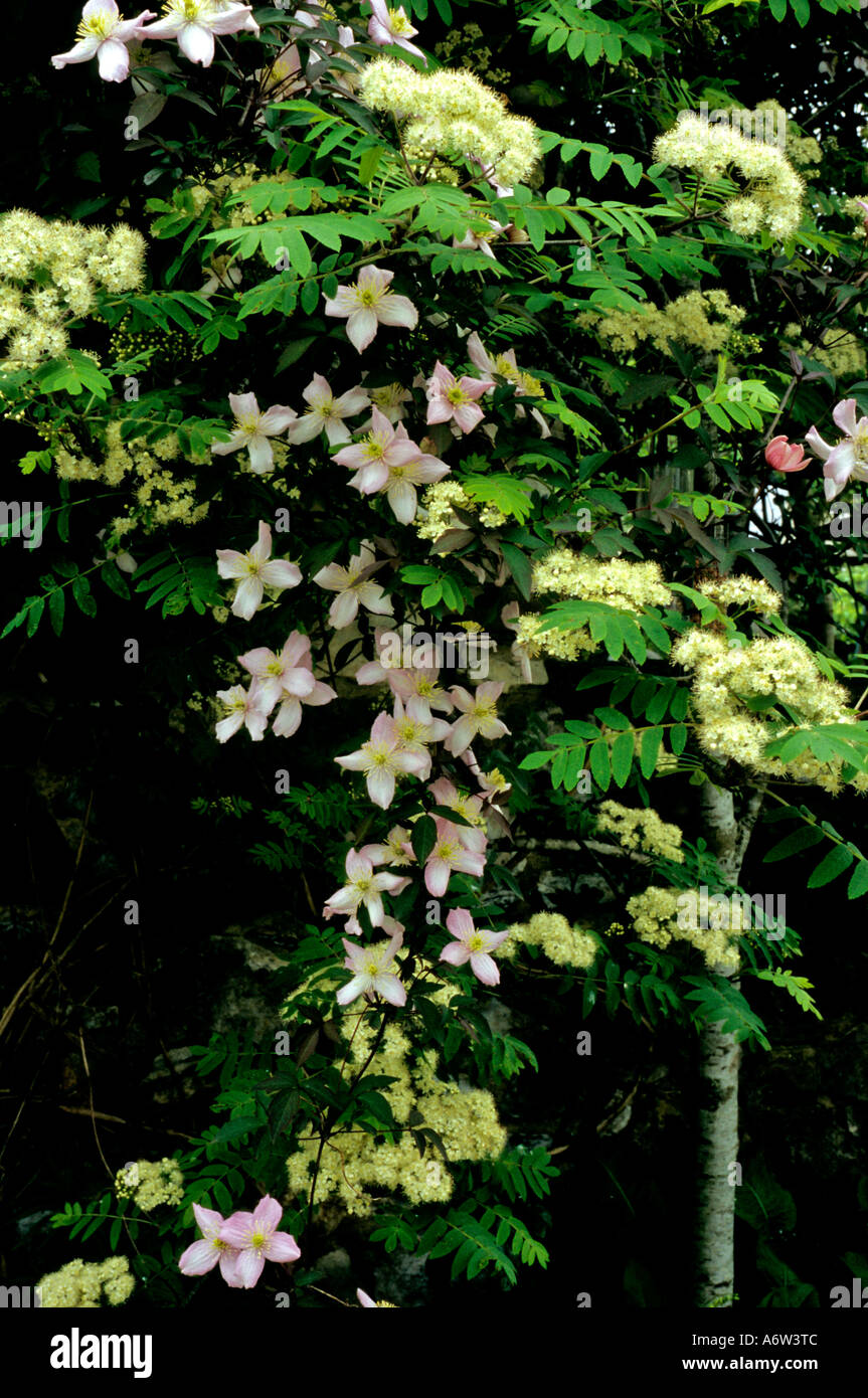 CLEMATIS MONTANA (MOUNTAIN CLEMATIS HIMALAYAN CLEMATIS) GROWING IN A ...
