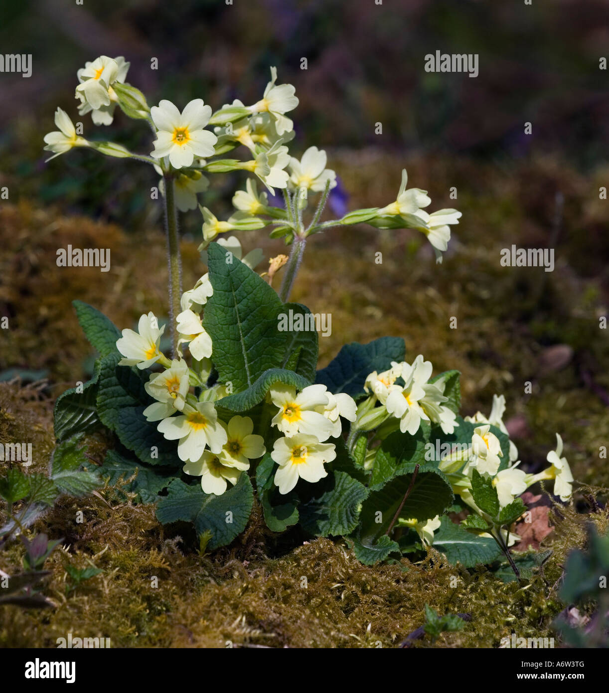 False oxslip hi-res stock photography and images - Alamy