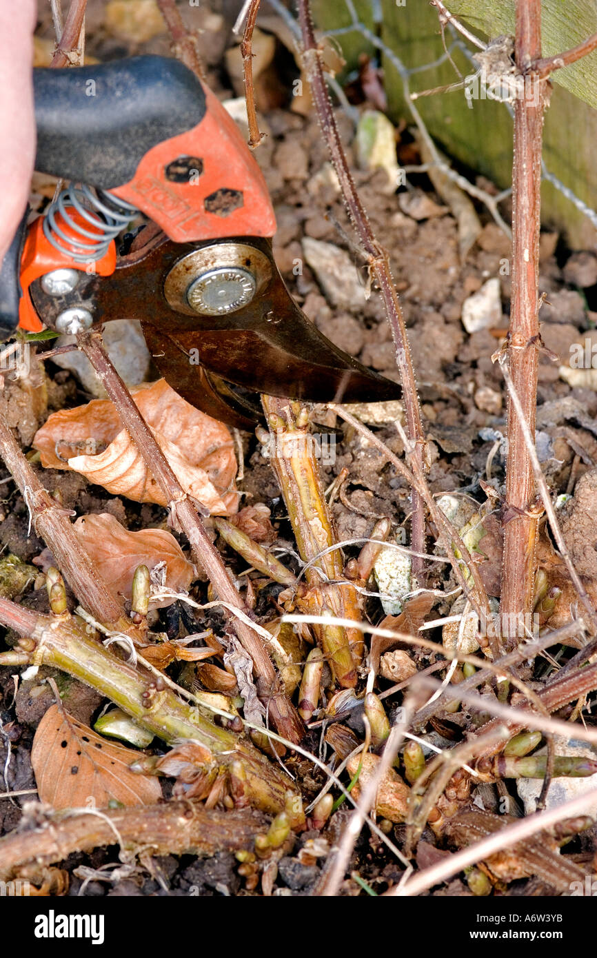 PRUNING BACK A HUMULUS LUPULUS 'AUREUS' (GOLDEN HOP Stock Photo - Alamy