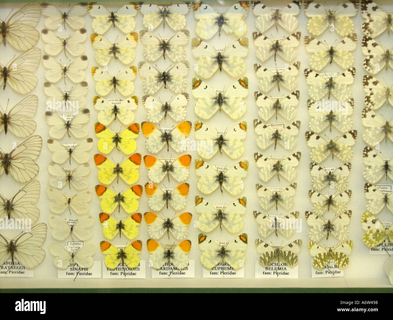 Butterflies collection Museum of butterflies of Catalonia Spain Stock ...