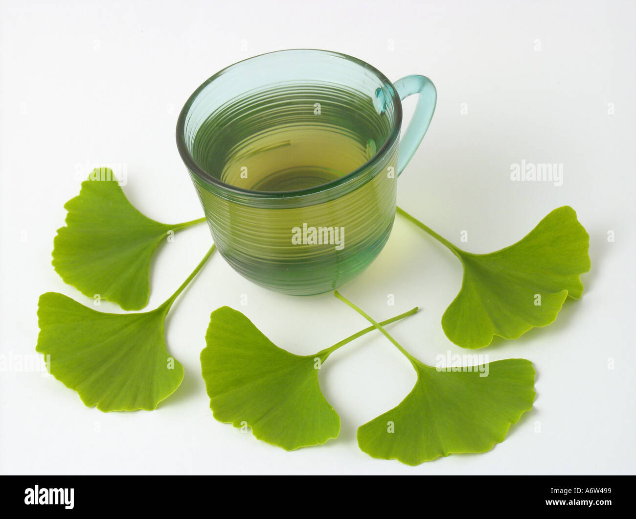 Ginkgo biloba infusion Stock Photo - Alamy
