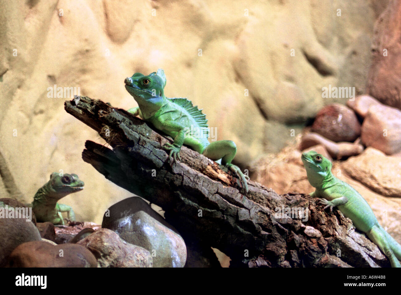 Spike lizards hi-res stock photography and images - Alamy