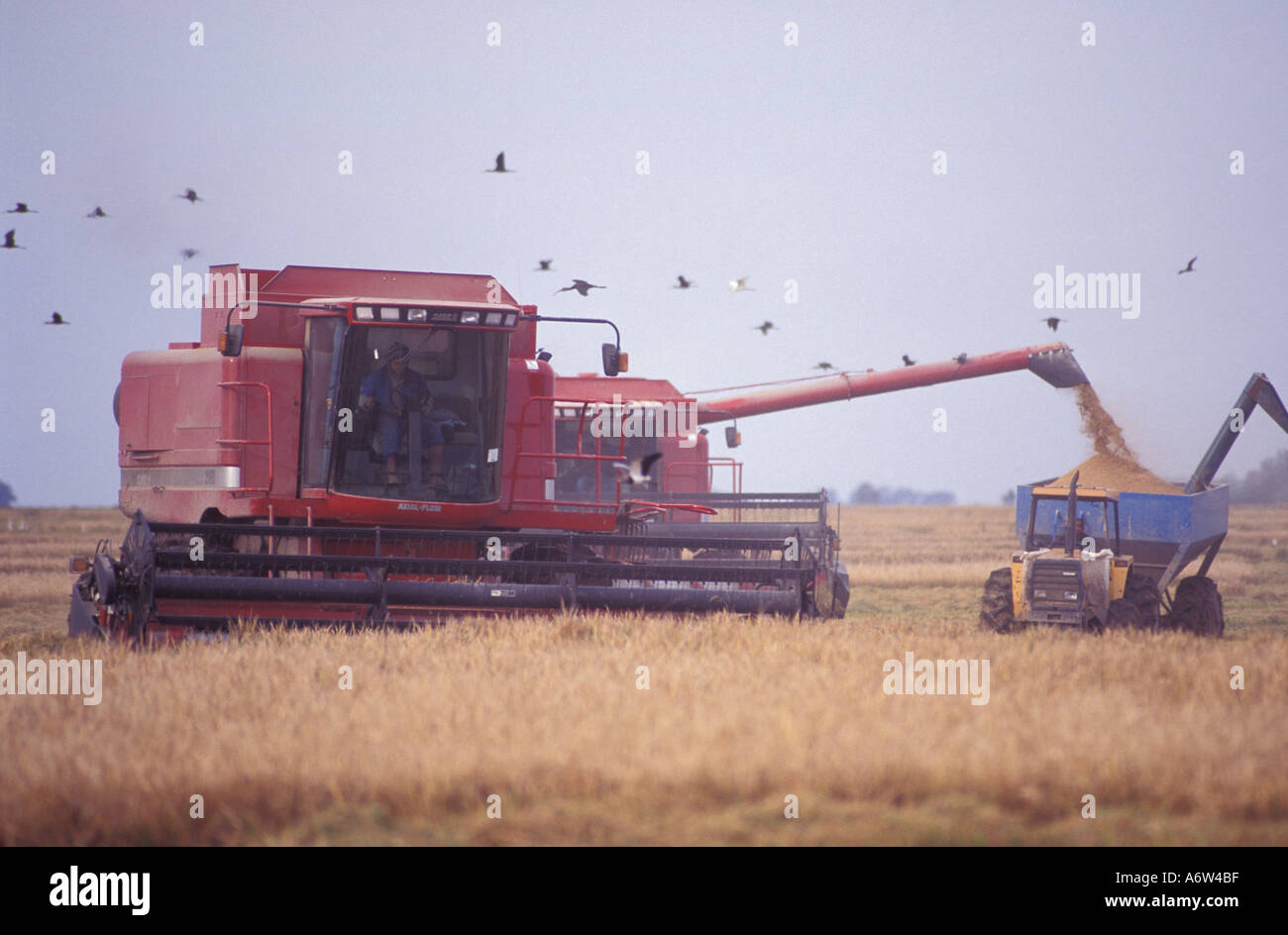 Agriculture rice harvesting Uruguay Stock Photo - Alamy