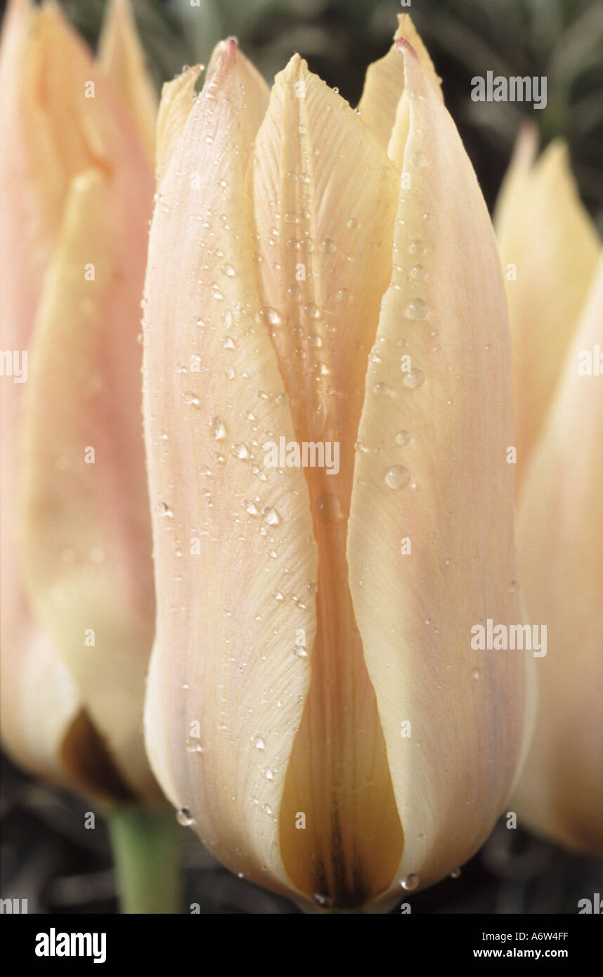 Fur elise hi-res stock photography and images - Alamy