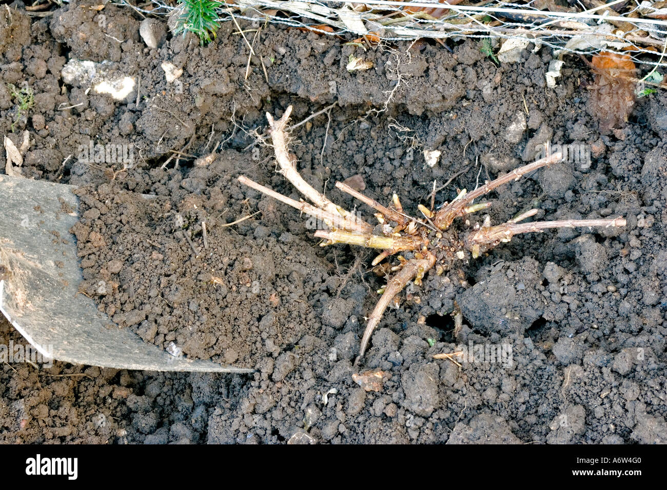 REPLANTING A HUMULUS LUPULUS 'AUREUS' (GOLDEN HOP Stock Photo - Alamy