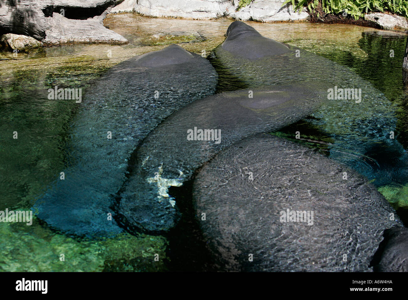west Indian manatee in water Florida Caribbean Trichechus manatus under ...