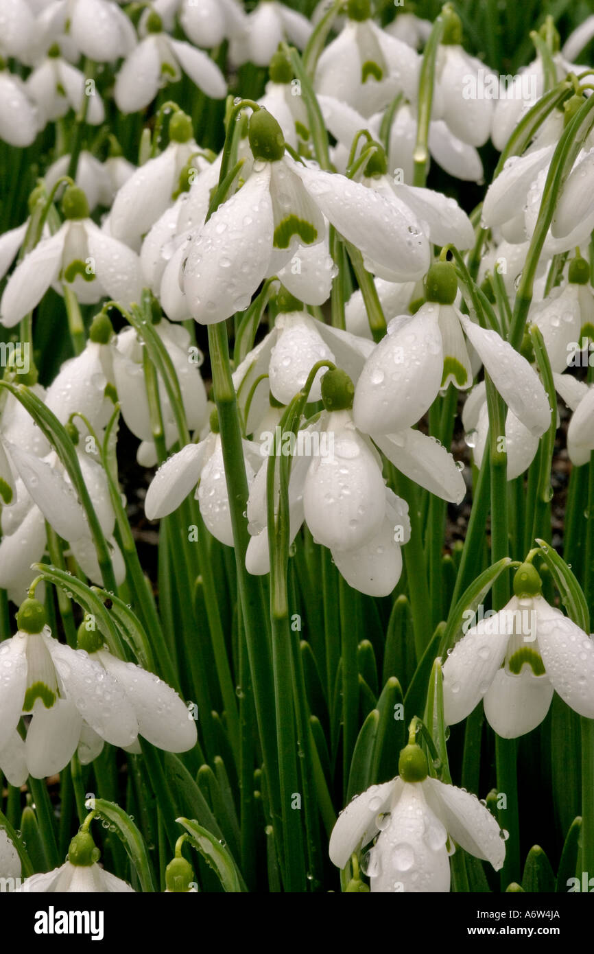 GALANTHUS 'S. ARNOTT' (SNOWDROP) AT THE GARDEN HOUSE DEVON ENGLAND ...