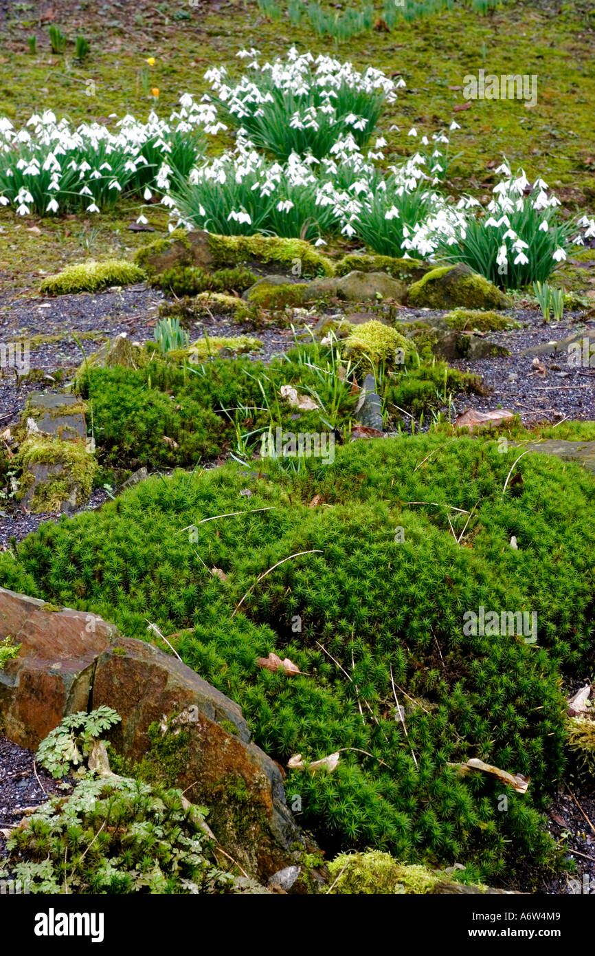 MOSSY ROCKS WITH GALANTHUS 'S. ARNOTT ' (SNOWDROP) AT THE GARDEN HOUSE ...