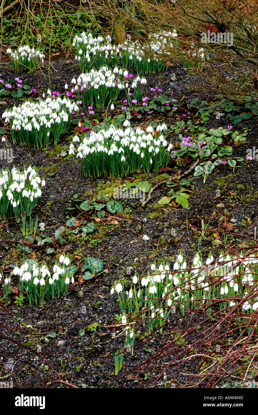 GALANTHUS 'S. ARNOTT' (SNOWDROP) AND CYCLAMEN COUM AT THE GARDEN HOUSE ...