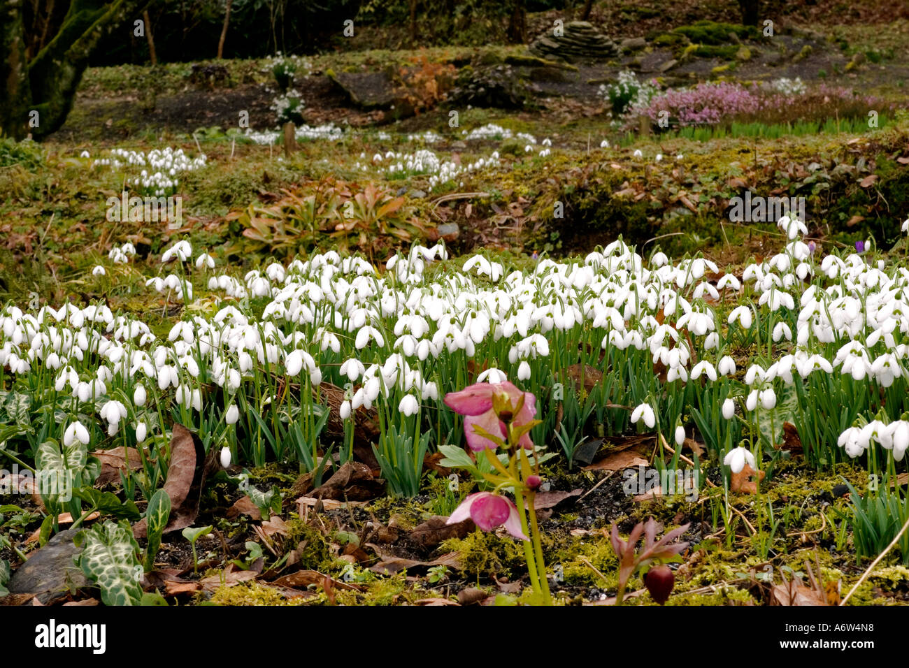 GALANTHUS 'S. ARNOTT' (SNOWDROP) AT THE GARDEN HOUSE, DEVON, ENGLAND ...