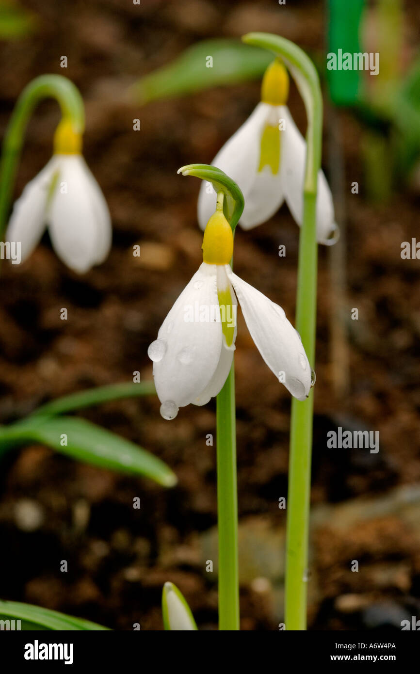 GALANTHUS PLICATUS 'WENDY'S GOLD' (SNOWDROP) AT THE GARDEN HOUSE, DEVON ...