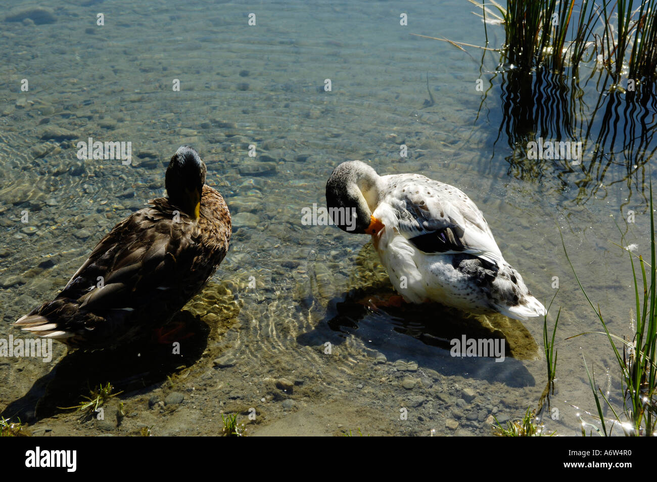 Two ducks hi-res stock photography and images - Alamy