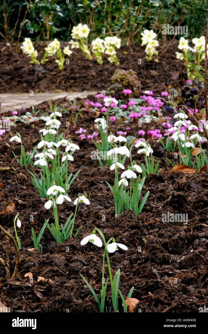 GALANTHUS 'S. ARNOTT' (SNOWDROP) WITH CYCLAMEN COUM AND HELLEBORUS ...