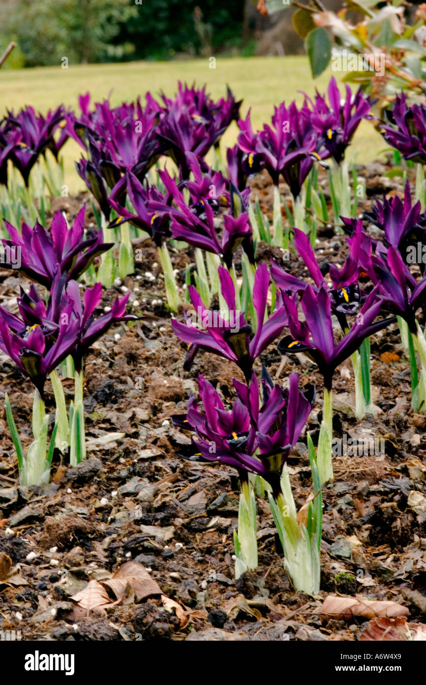 IRIS 'GEORGE' AT THE GARDEN HOUSE, DEVON, ENGLAND Stock Photo - Alamy