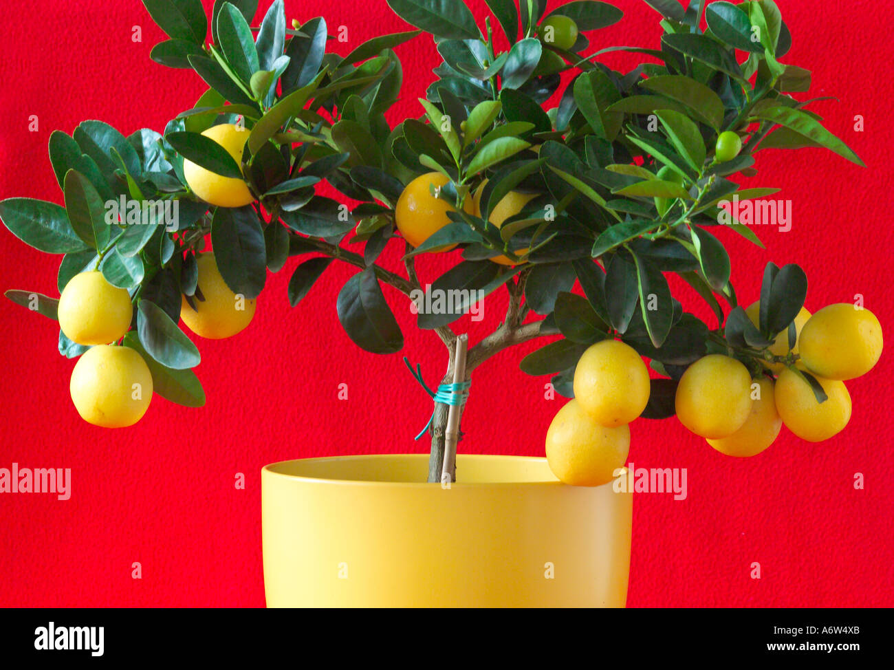 Lemon tree fruiting Citrus limon Stock Photo - Alamy