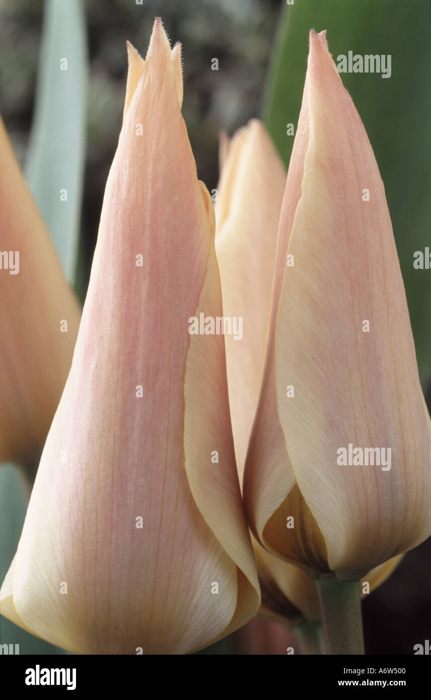 Fur elise hi-res stock photography and images - Alamy