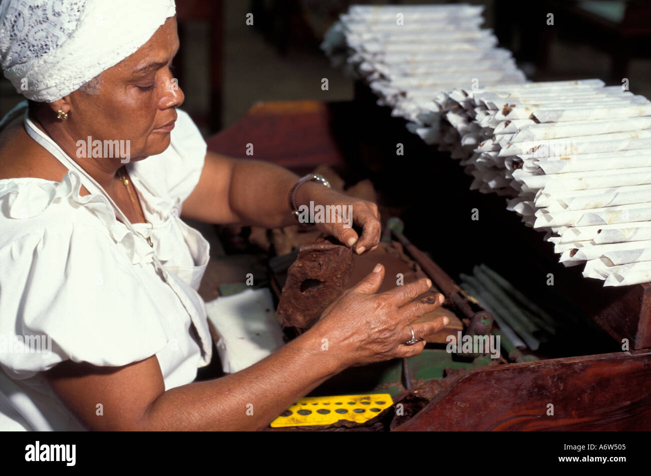 Cigar production Tobacco plant State Bahia Brazil Stock Photo - Alamy