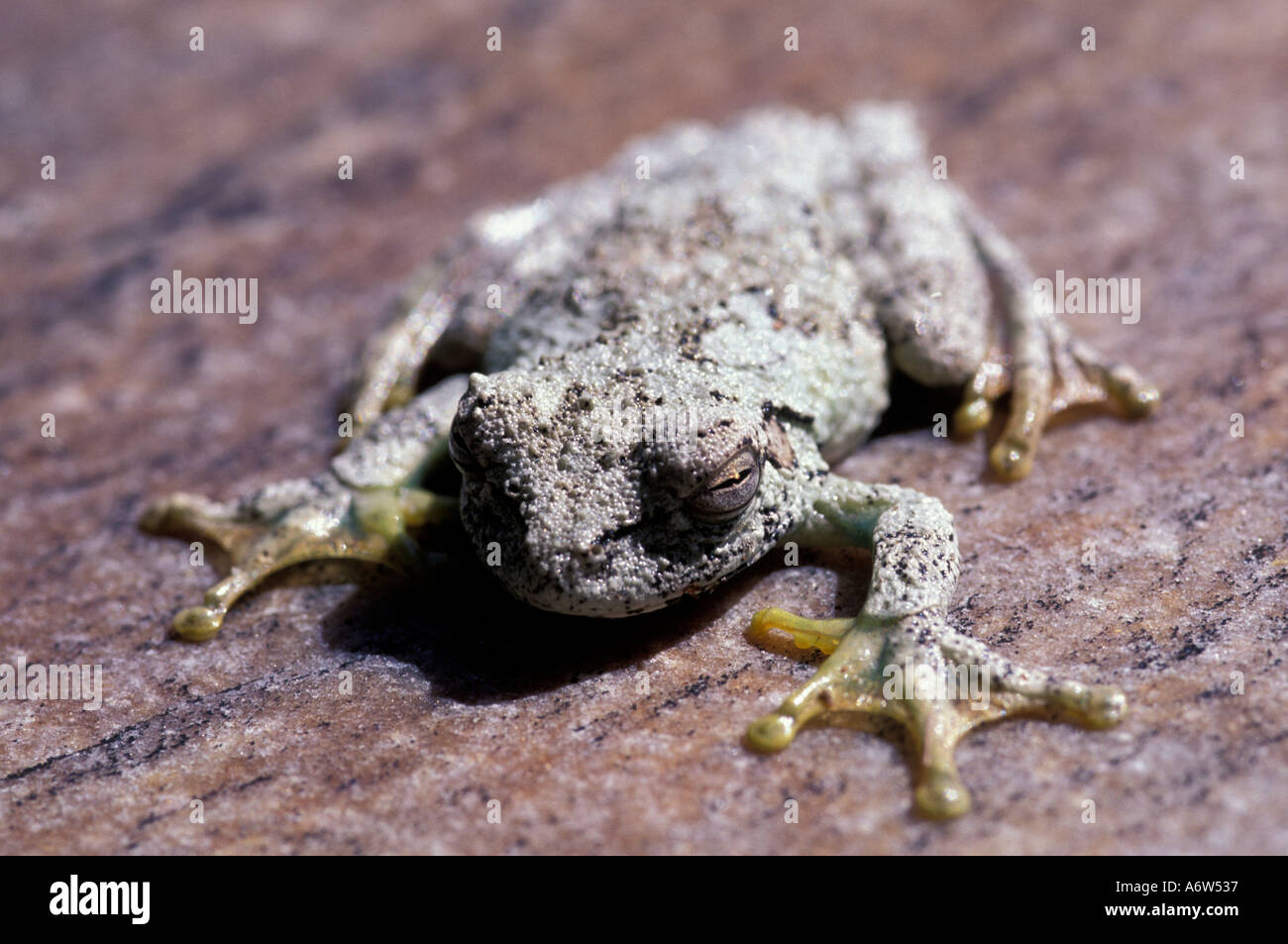 Tree frog Atlantic rainforest Brazil Stock Photo - Alamy
