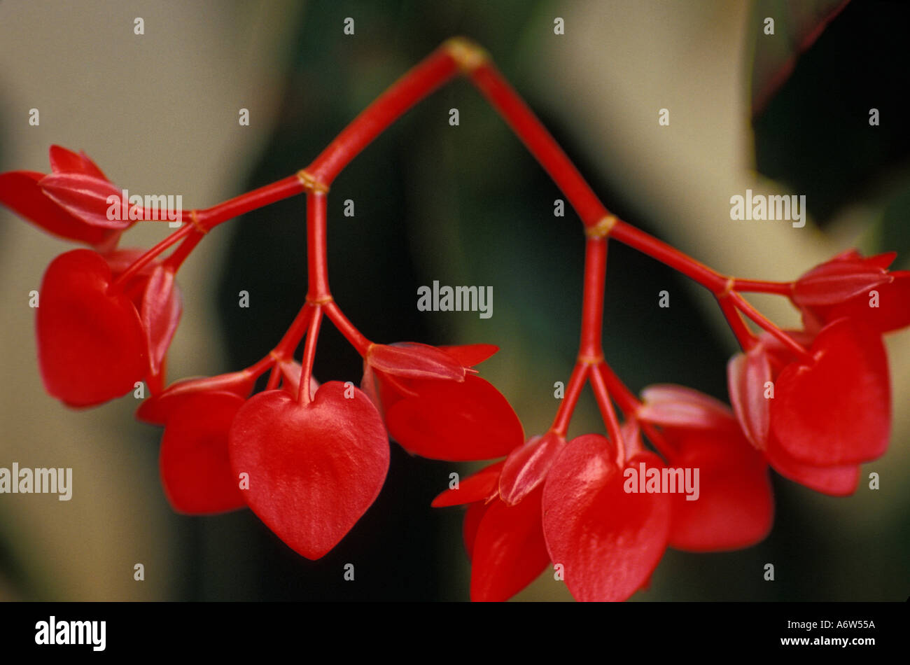 Red colorful flower in the shape of heart Nature botany flora Stock ...