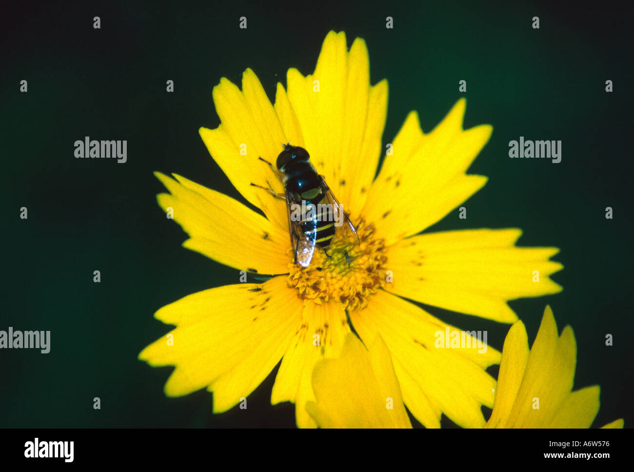 Metasyrphus hi-res stock photography and images - Alamy