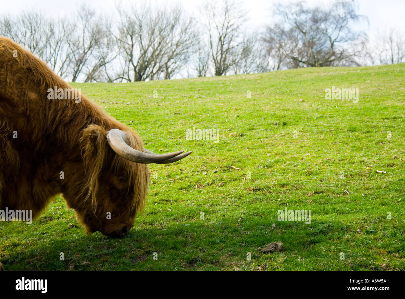 Side view of a highland cow Feeding Stock Photo - Alamy