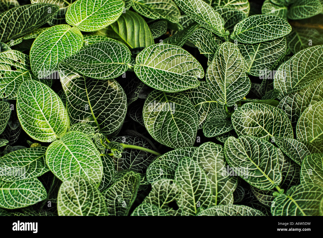Fittonia hi-res stock photography and images - Alamy