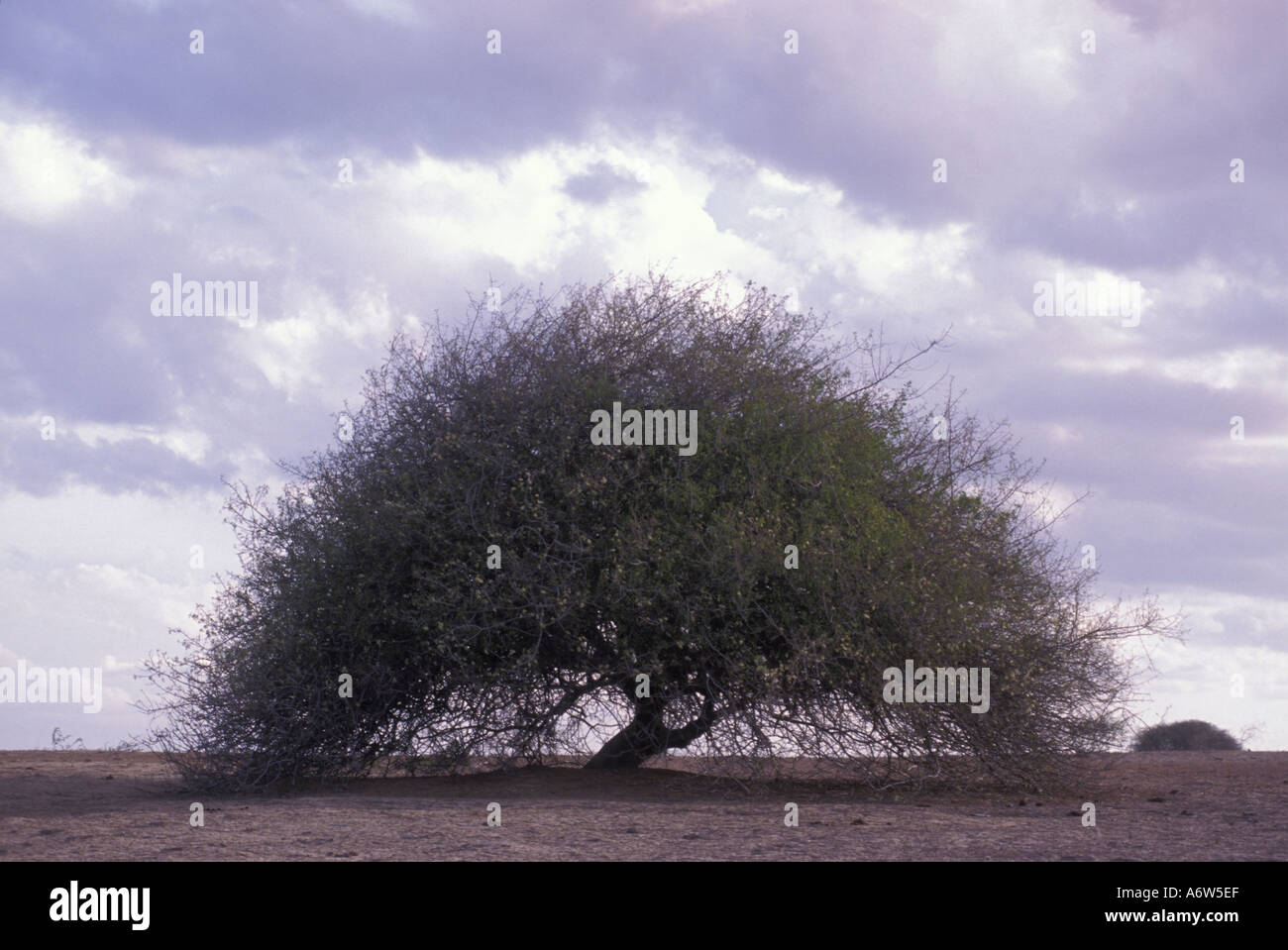 Drought Typical tree of Northeastern back country Brazil Deserted area ...