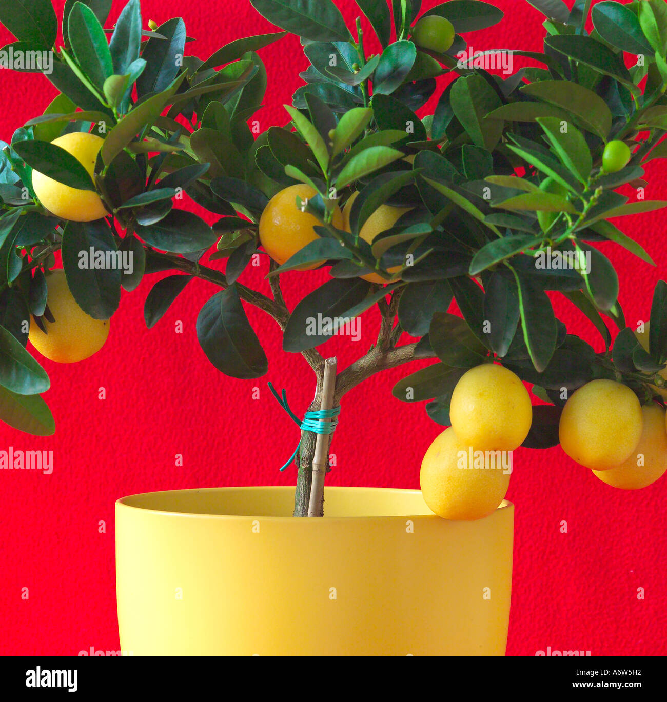 Lemon tree fruiting Citrus limon Stock Photo - Alamy