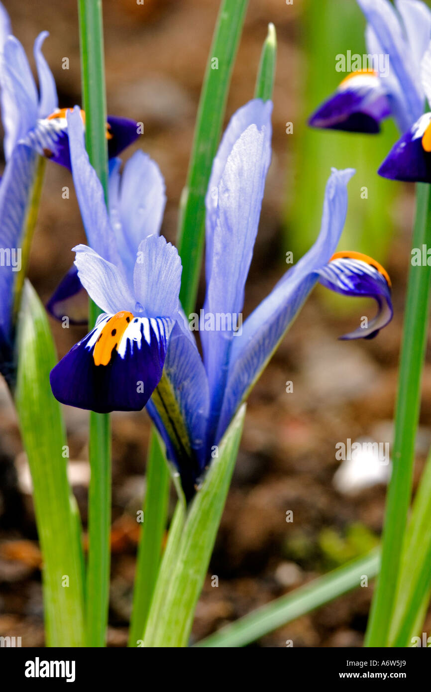 IRIS 'GORDON' AT THE GARDEN HOUSE, DEVON, ENGLAND Stock Photo - Alamy