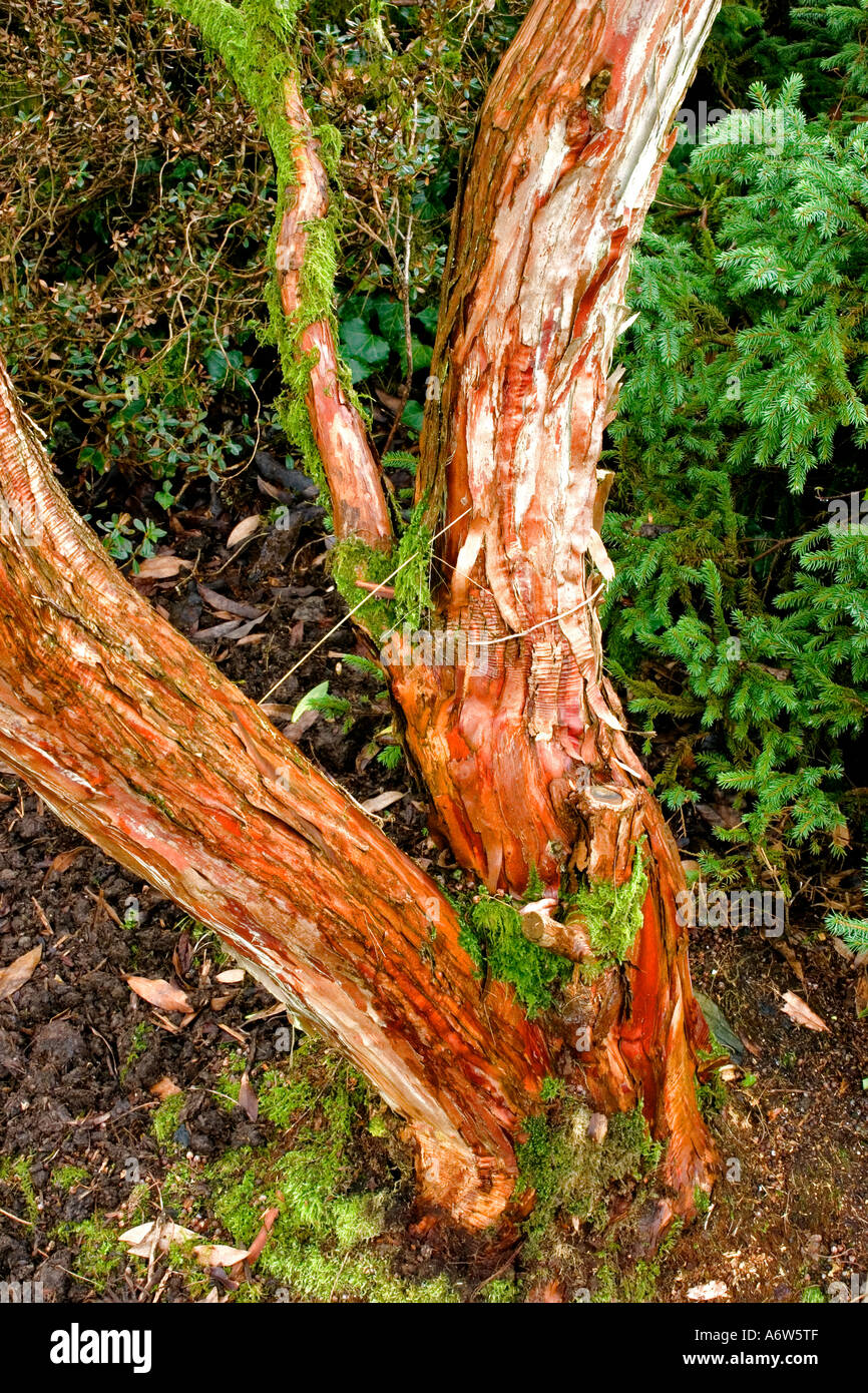 BARK OF PIERIS JAPONICA (LILY OF THE VALLEY BUSH) AT THE GARDEN HOUSE ...