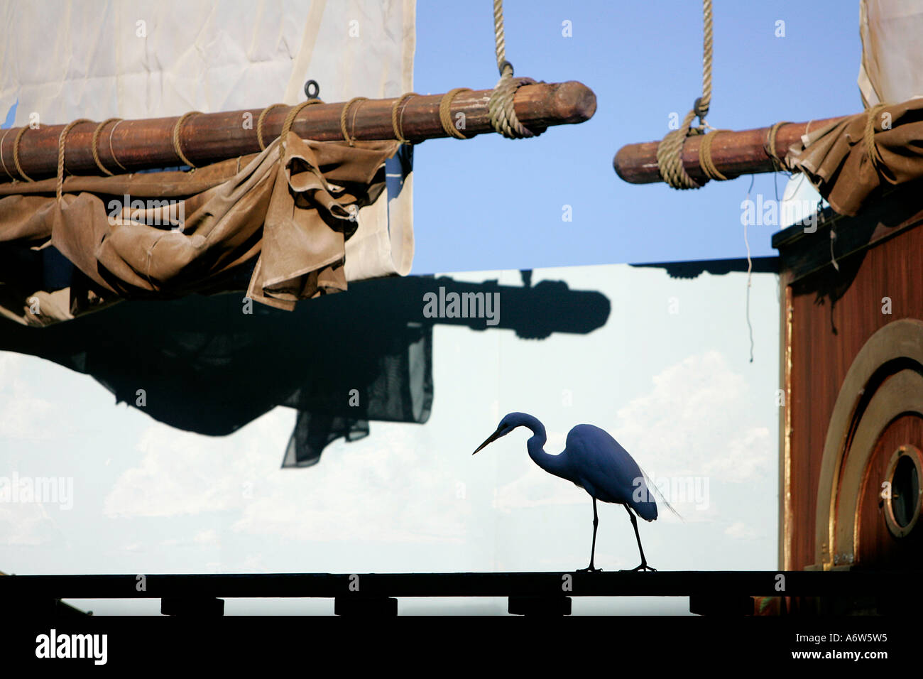 bird Sea World Magic Kingdom at Walt Disney World in Lake Buena Vista ...