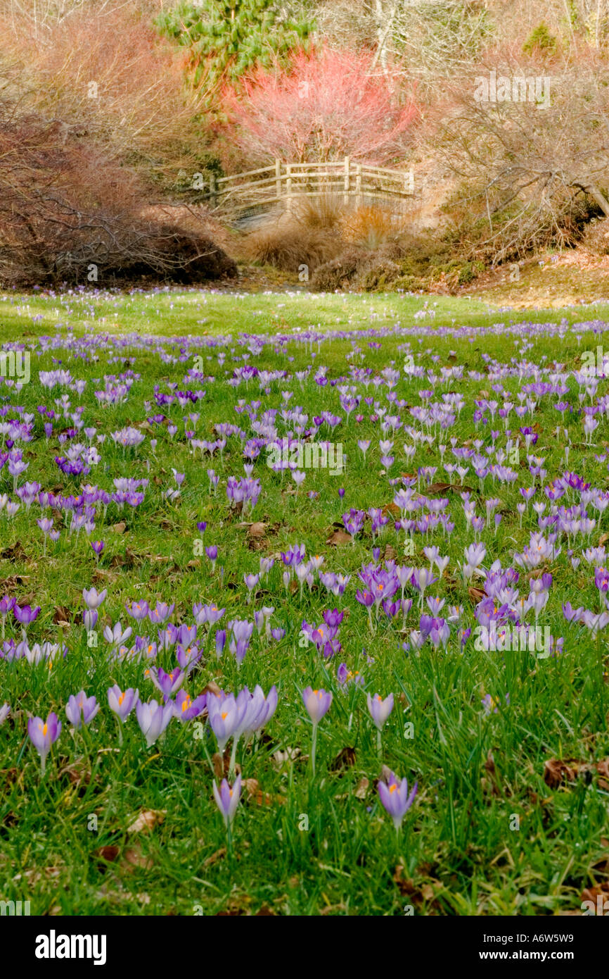 GLADE OF CROCUS TOMMASINIANUS - EARLY CROCUS AT THE GARDEN HOUSE, DEVON ...