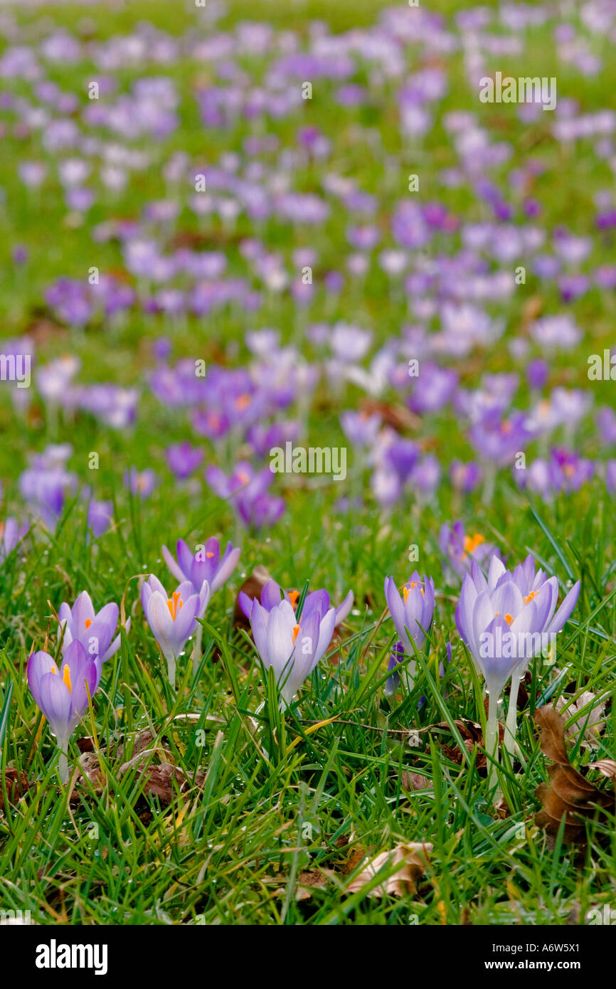 CROCUS TOMMASINIANUS - EARLY CROCUS AT THE GARDEN HOUSE, DEVON, ENGLAND ...