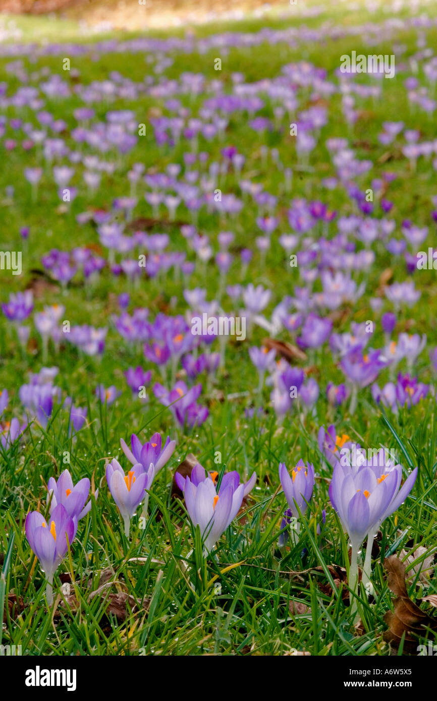 CROCUS TOMMASINIANUS - EARLY CROCUS AT THE GARDEN HOUSE, DEVON, ENGLAND ...