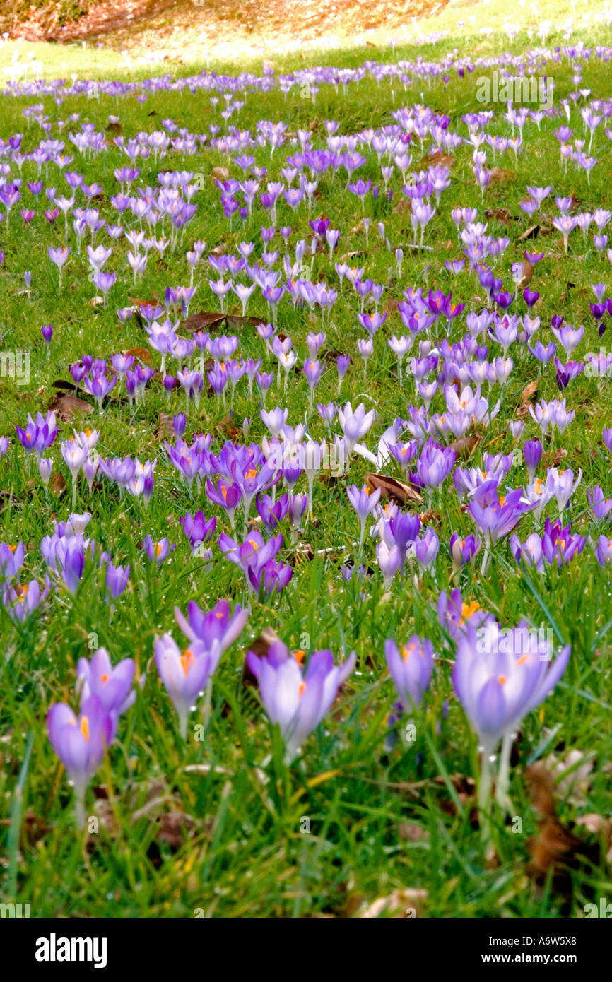CROCUS TOMMASINIANUS - EARLY CROCUS AT THE GARDEN HOUSE, DEVON, ENGLAND ...