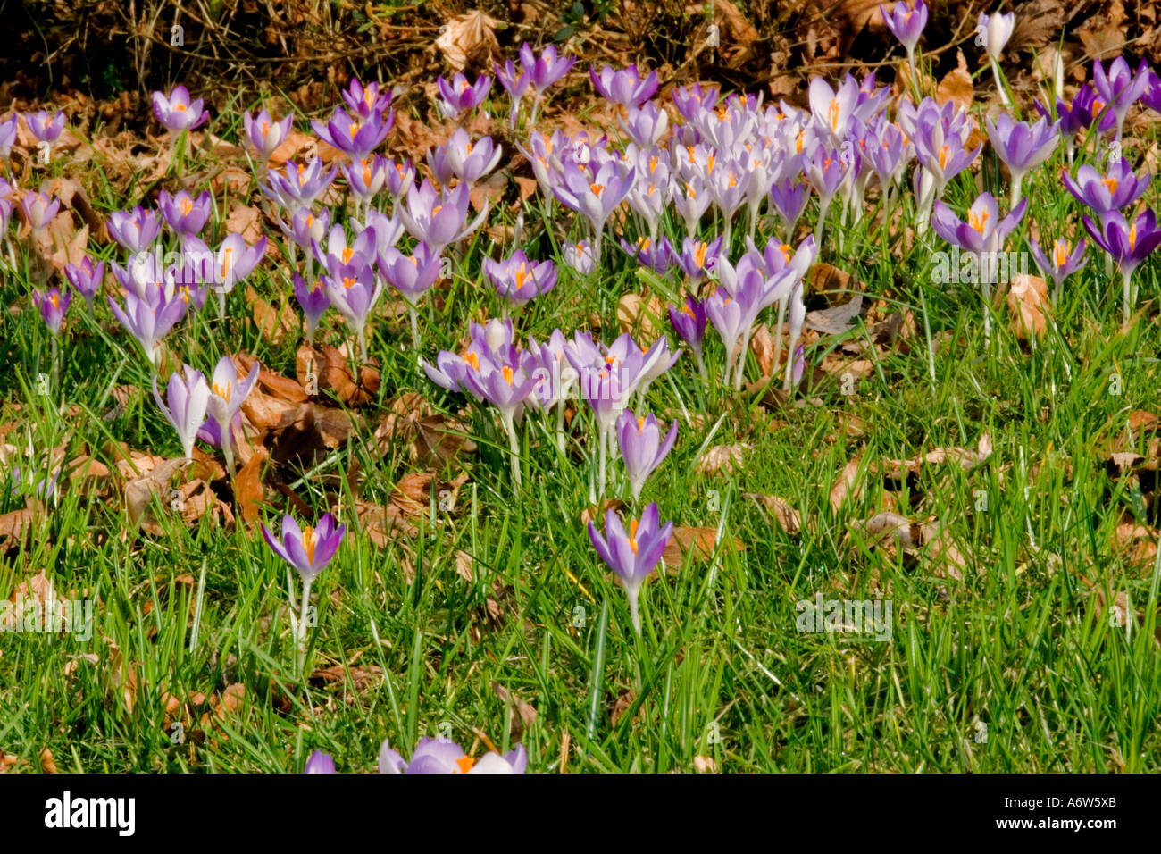 CROCUS TOMMASINIANUS - EARLY CROCUS AT THE GARDEN HOUSE, DEVON, ENGLAND ...